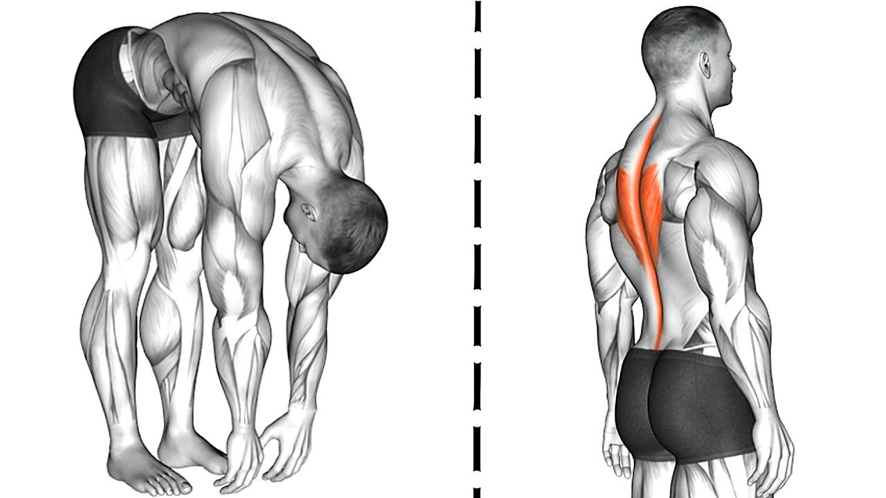 10 Posture Correction Exercises – Beast Immortal