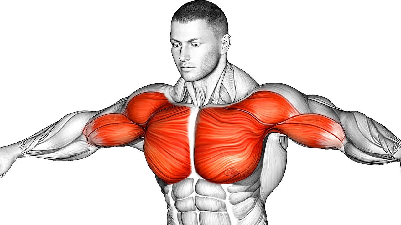 The Best Chest Workout Guide To Build A Massive Pec – Beast Immortal